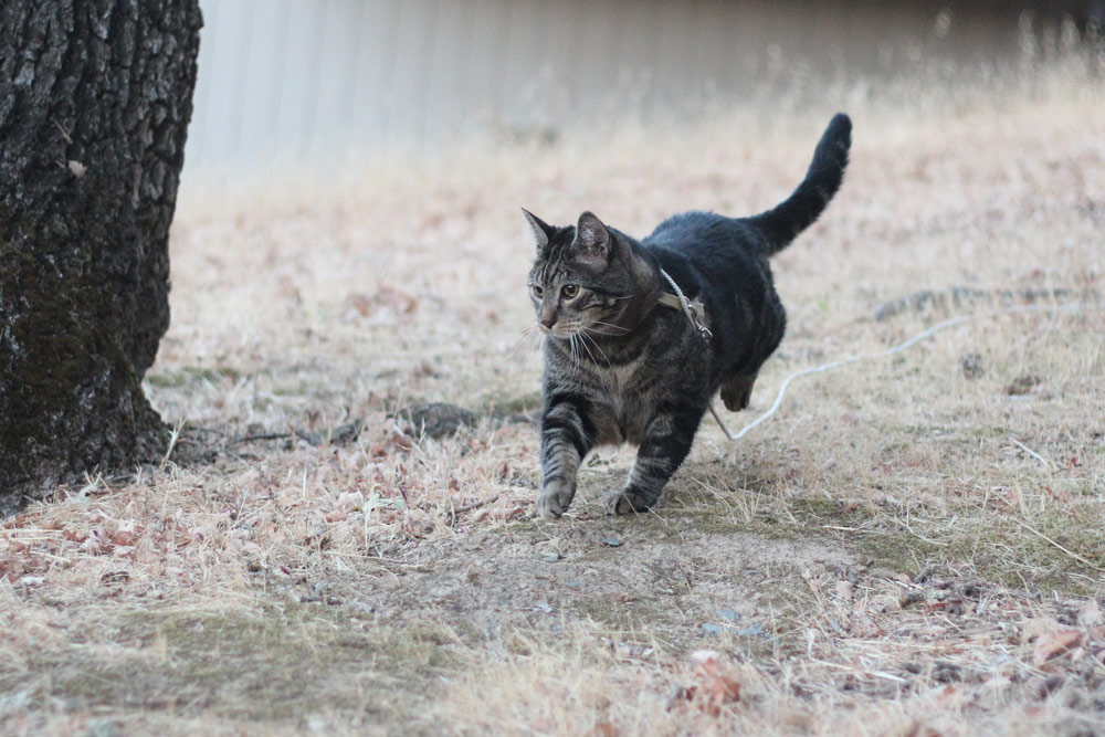 Party with Tabs - Adventures of a playboy tabby